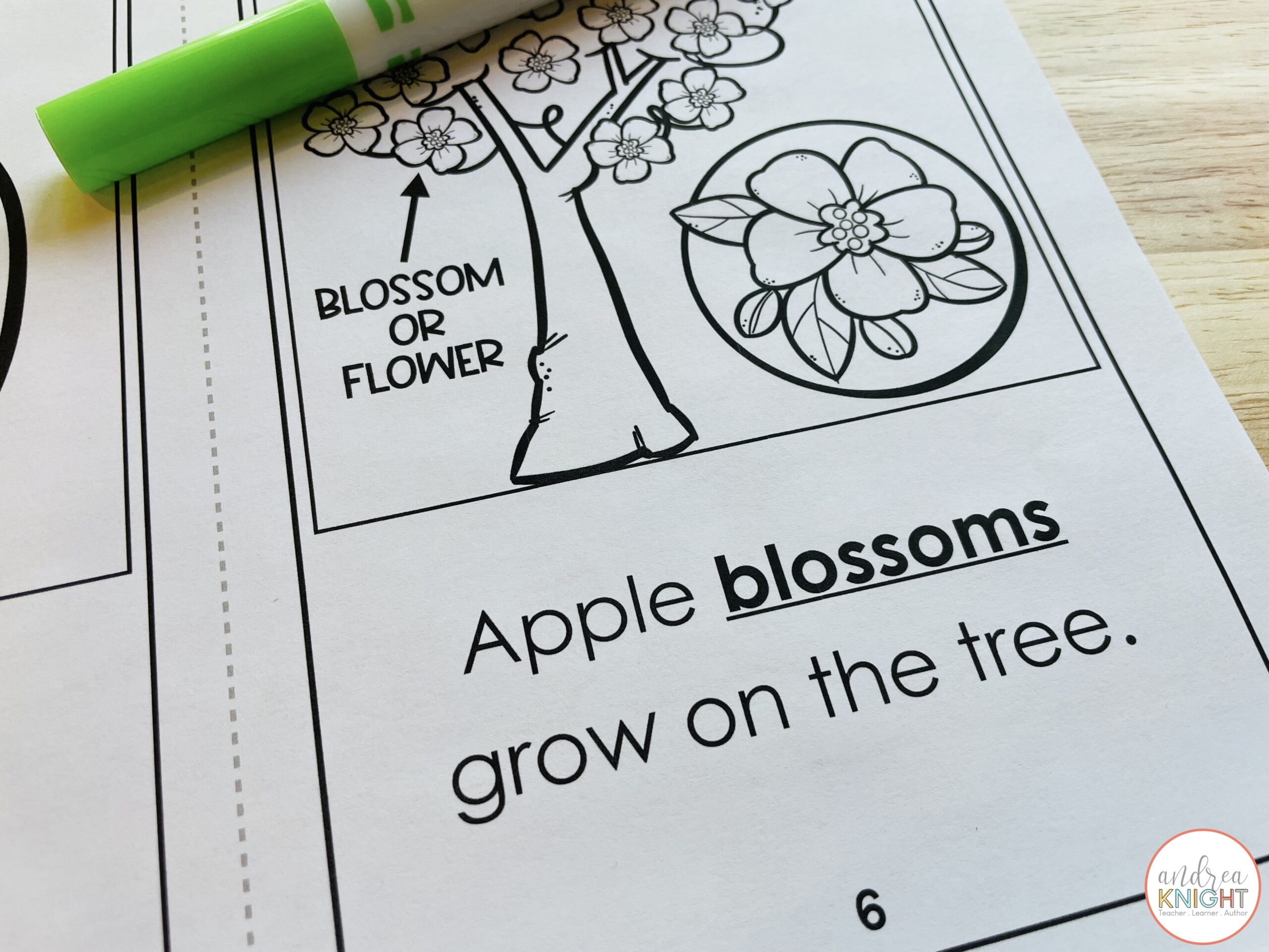 The Life Cycle of an Apple - Andrea Knight